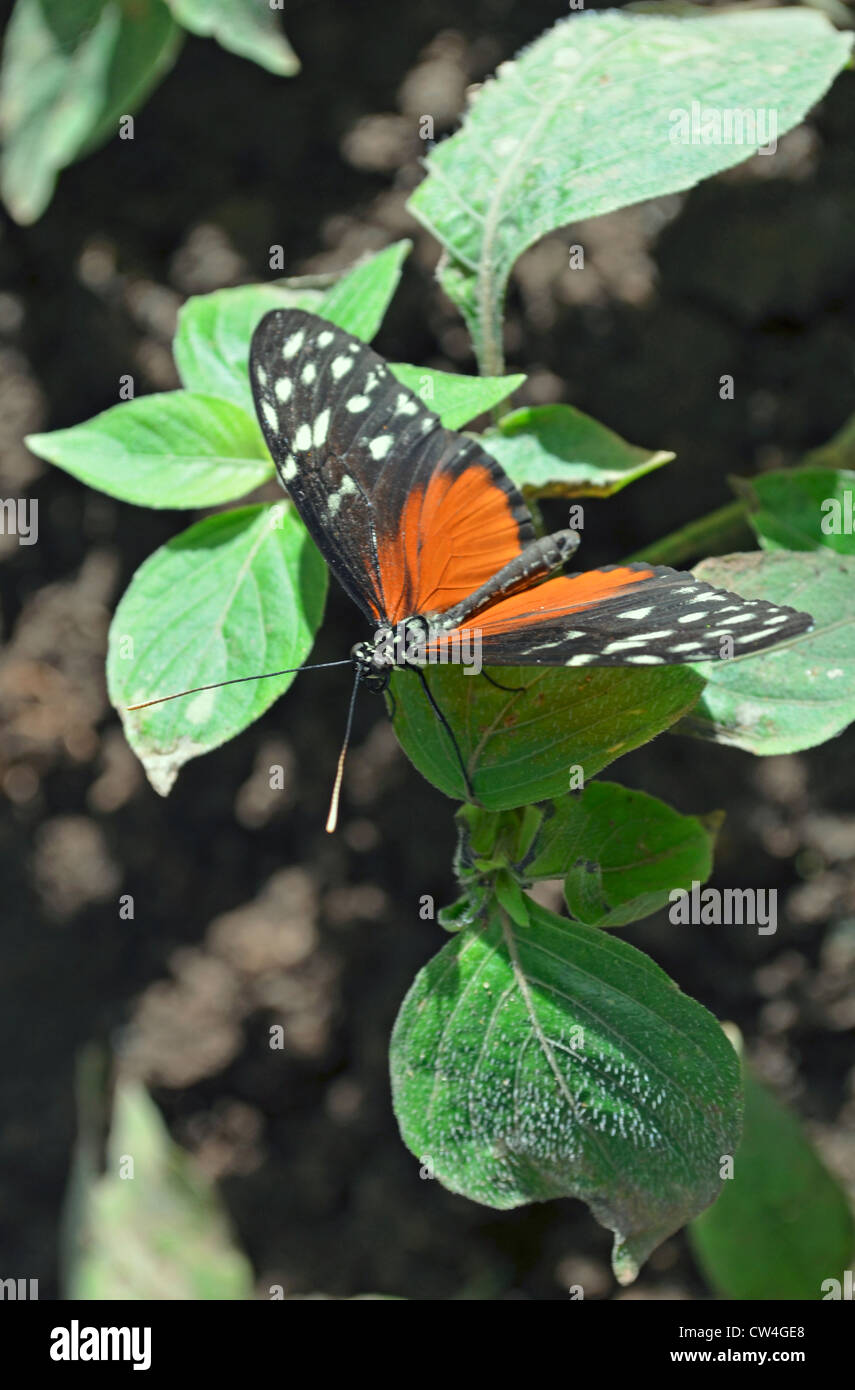 Hecale longwing butterfly hi-res stock photography and images - Alamy