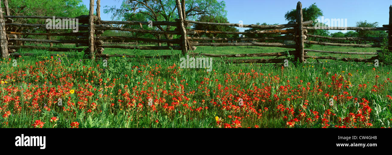 Indian Paint Brush Flowers, LBJ National Historical Park, Johnson City ...