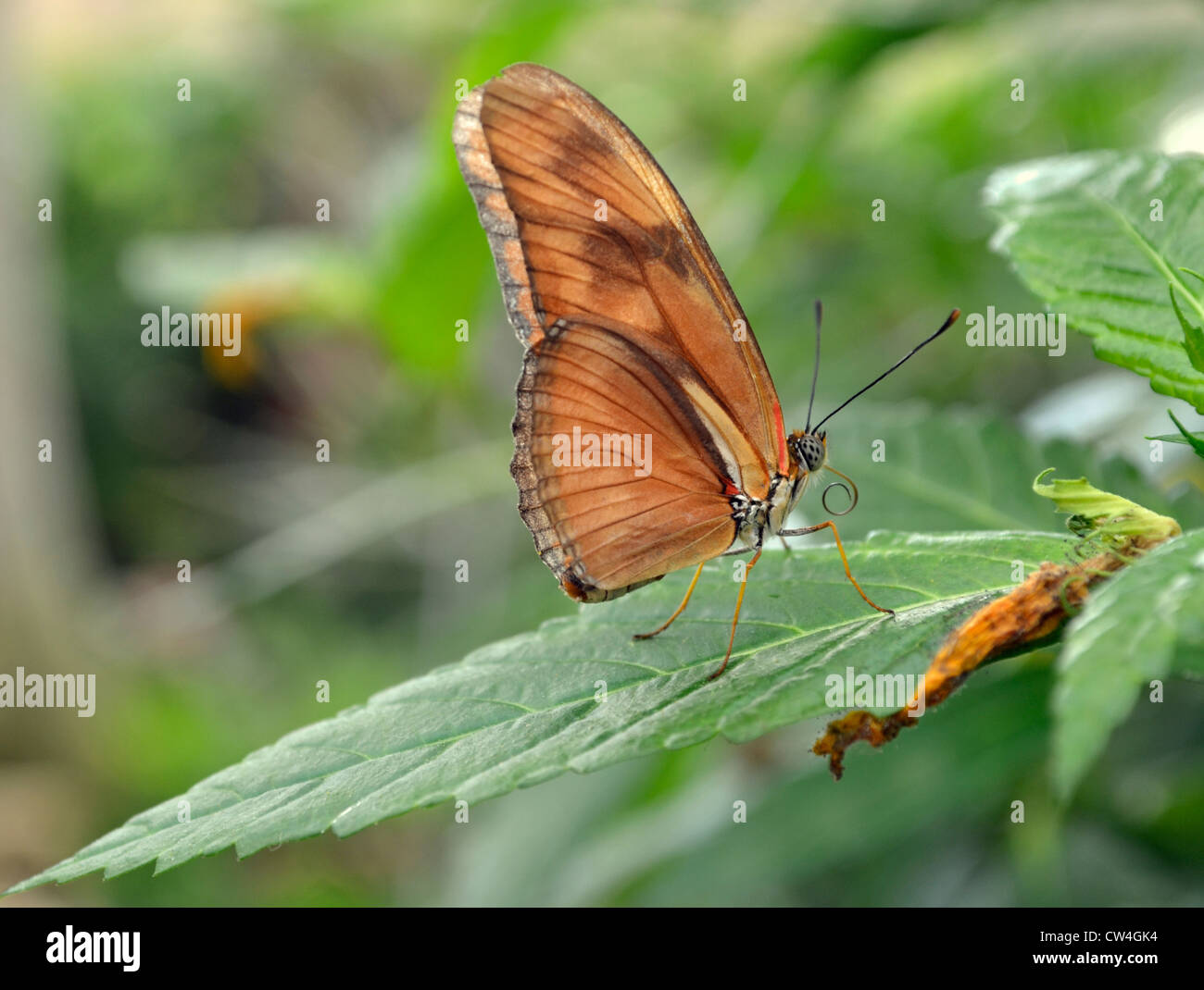 Resting Julia Butterfly Stock Photo - Alamy