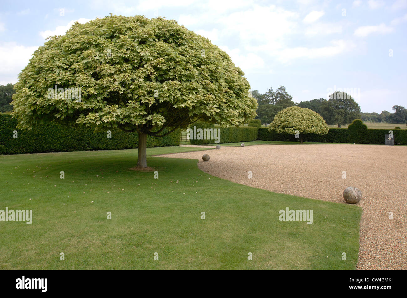 Mushroom shaped trees by gravel drive Stock Photo - Alamy