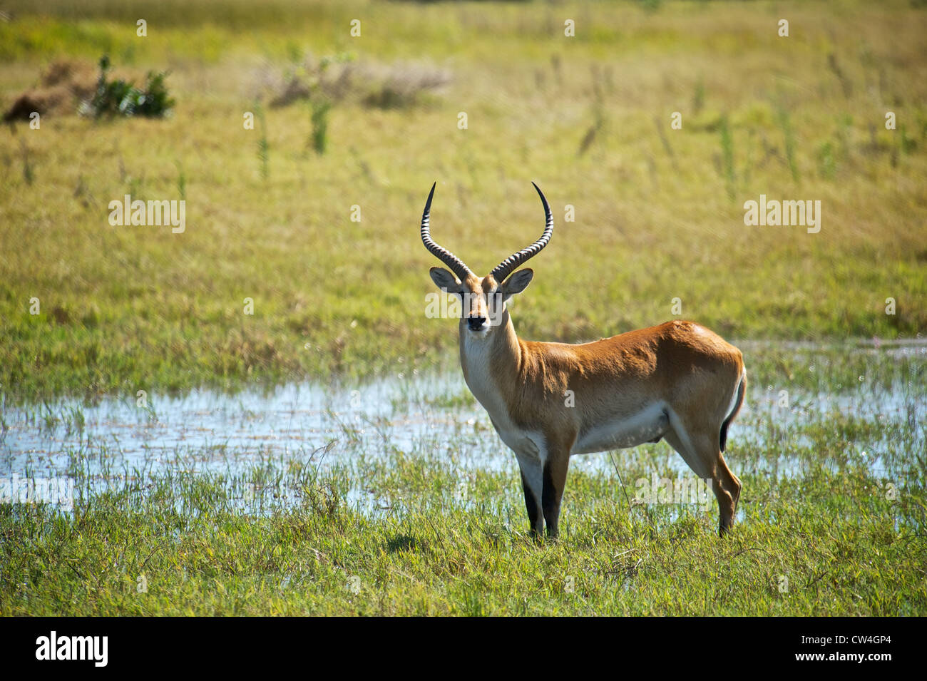 Antelope of africa hi-res stock photography and images - Alamy