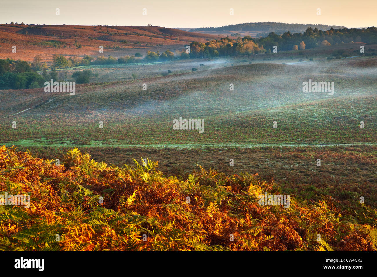 An early morning view of Rockford Common, in the New Forest National ...