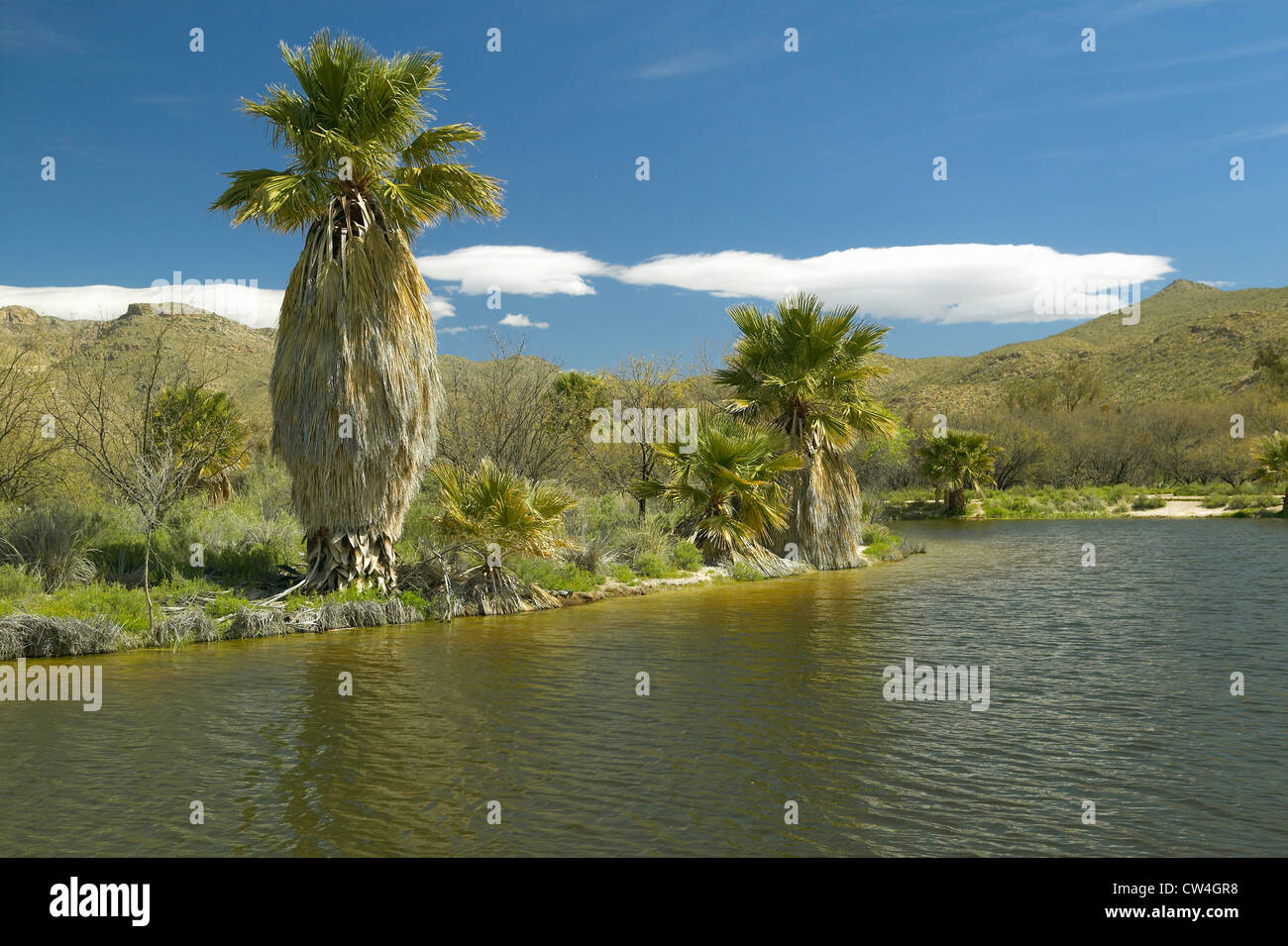 Natural springs and palm trees, a natural oasis in Agua Canyon in ...