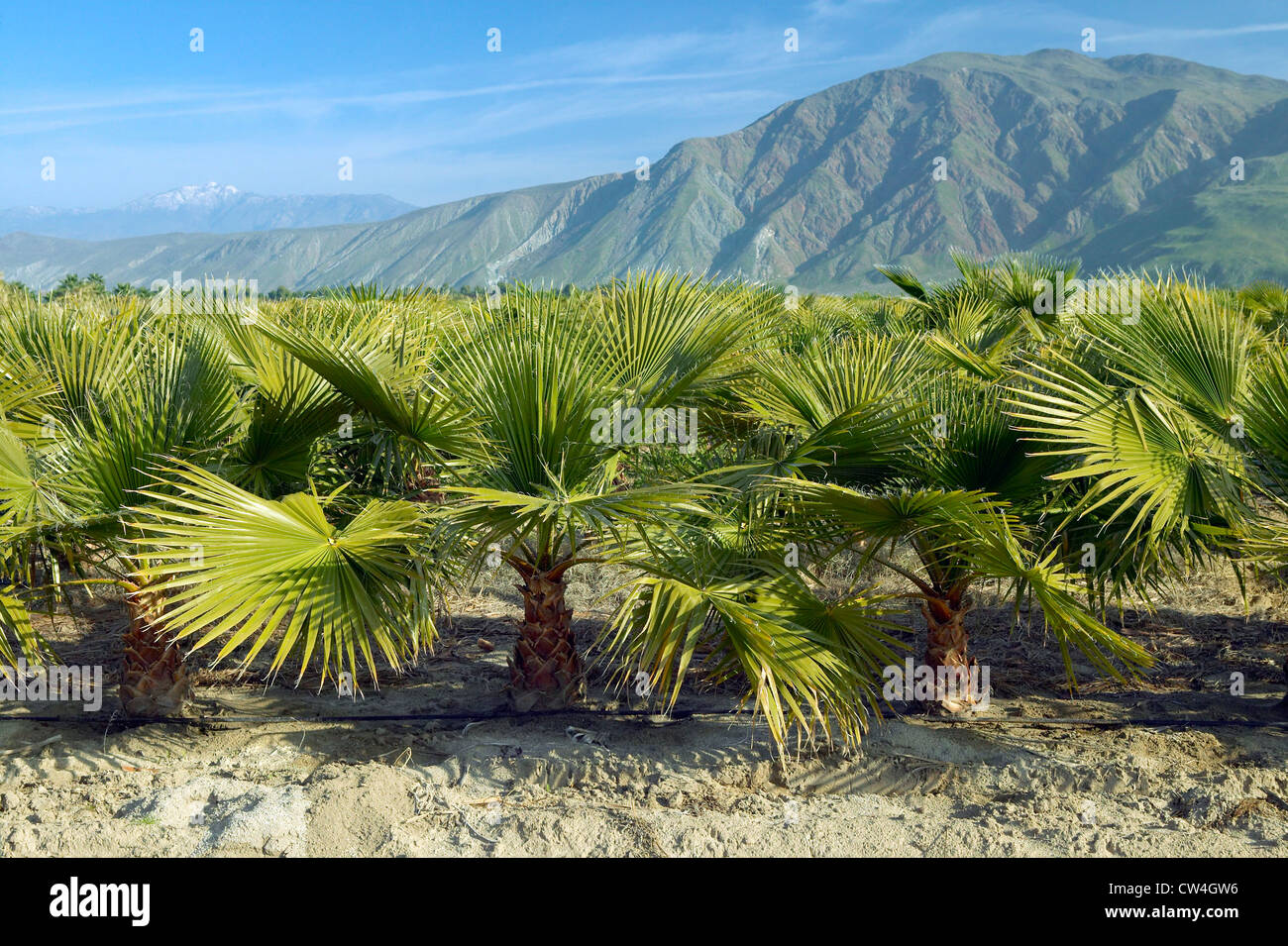 Baby palm trees growing in palm tree farm at Anza-Borrego Desert State ...