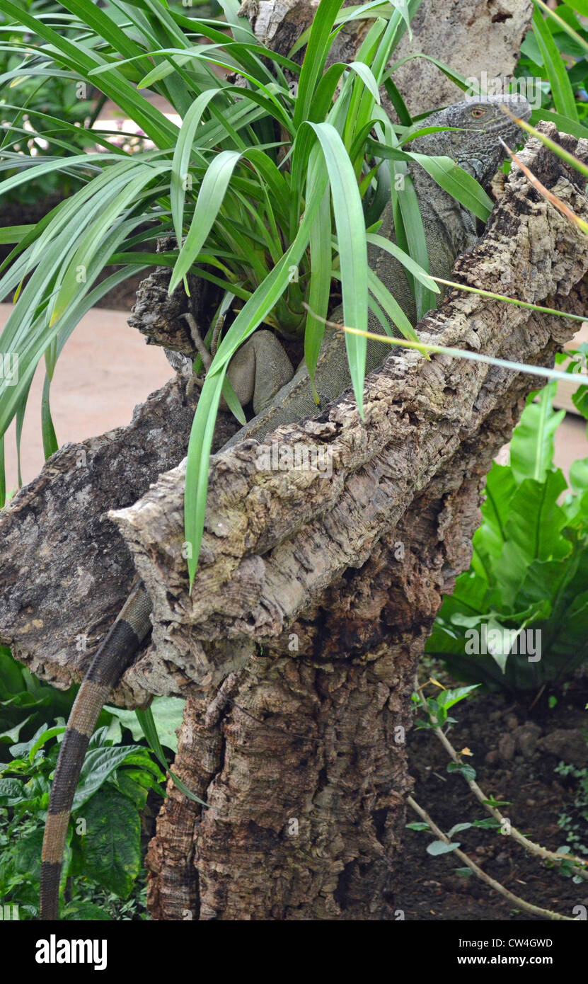 Iguana with tail hi-res stock photography and images - Alamy