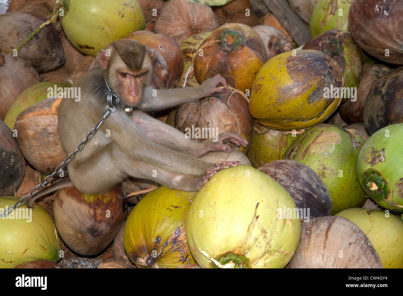 Trained monkey harvests coconuts from trees on the island of Ko Samui ...