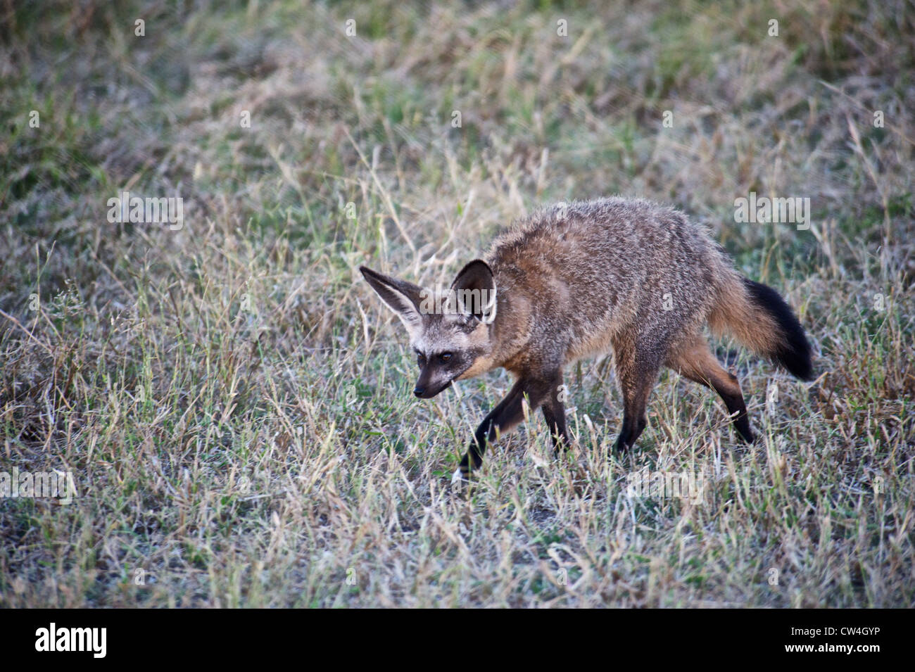 Little fox hi-res stock photography and images - Alamy