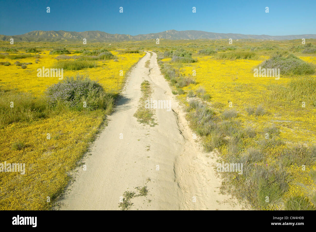 A remote dirt road through bright spring yellow flowers and desert gold ...