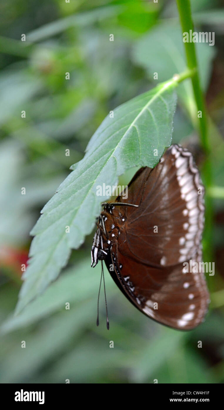 Butterfly hanging out Stock Photo - Alamy