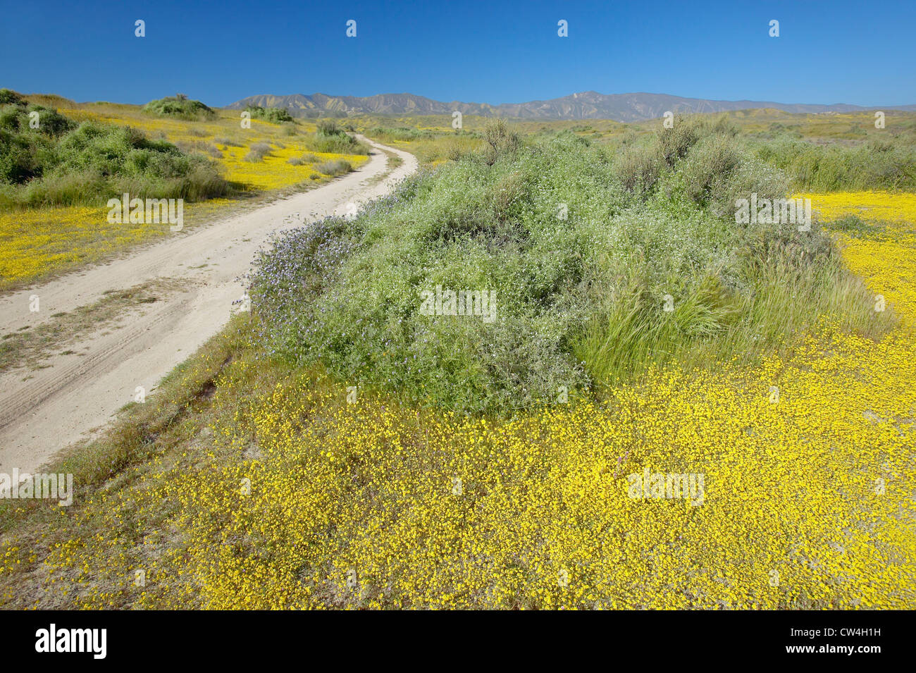 Remote dirt road through bright spring yellow flowers and desert gold ...