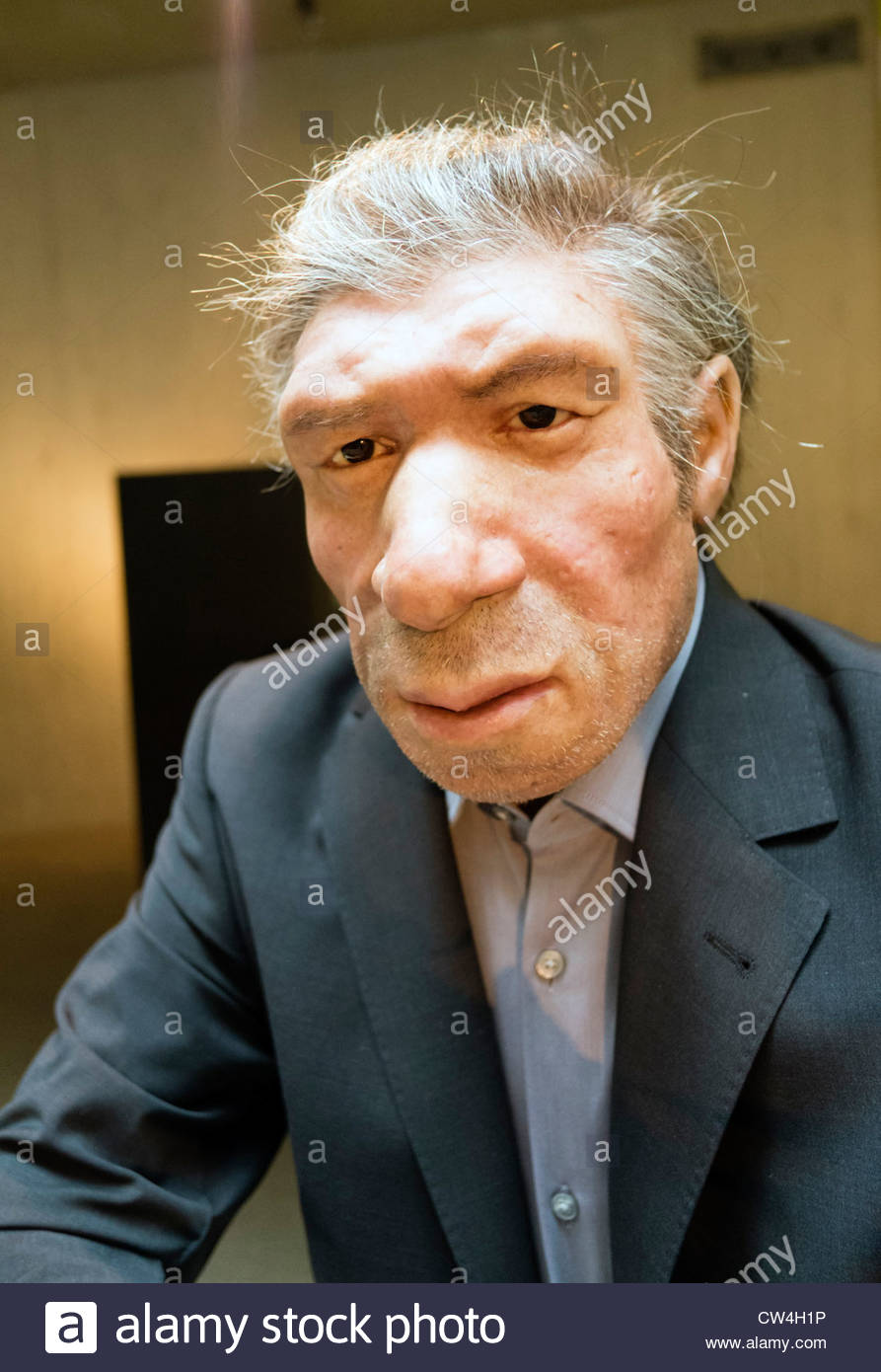 Neanderthal Model Stock Photos & Neanderthal Model Stock Images - Alamy