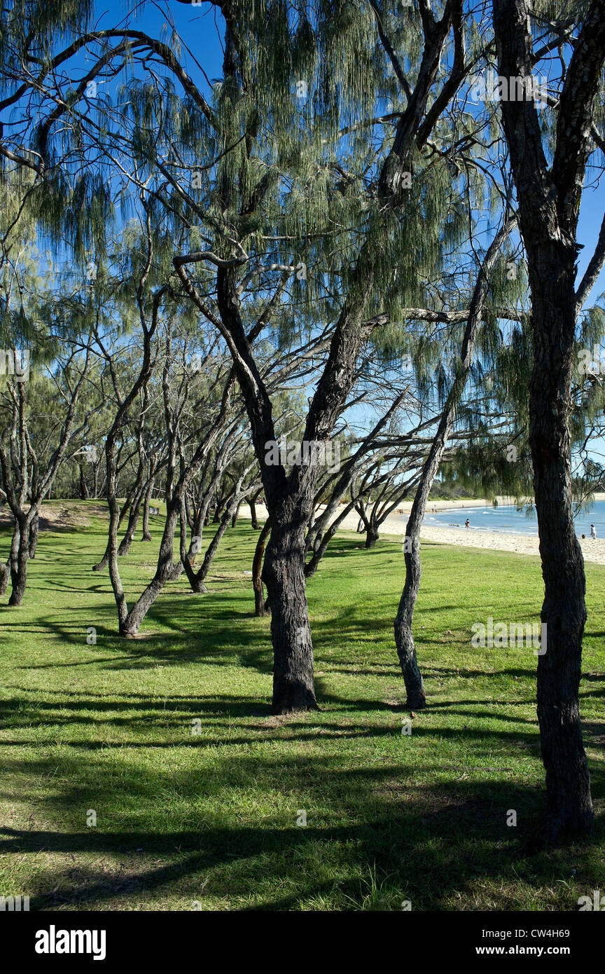 Trees near Mooloolaba Beach on the Sunshine Coast in Queensland Stock ...