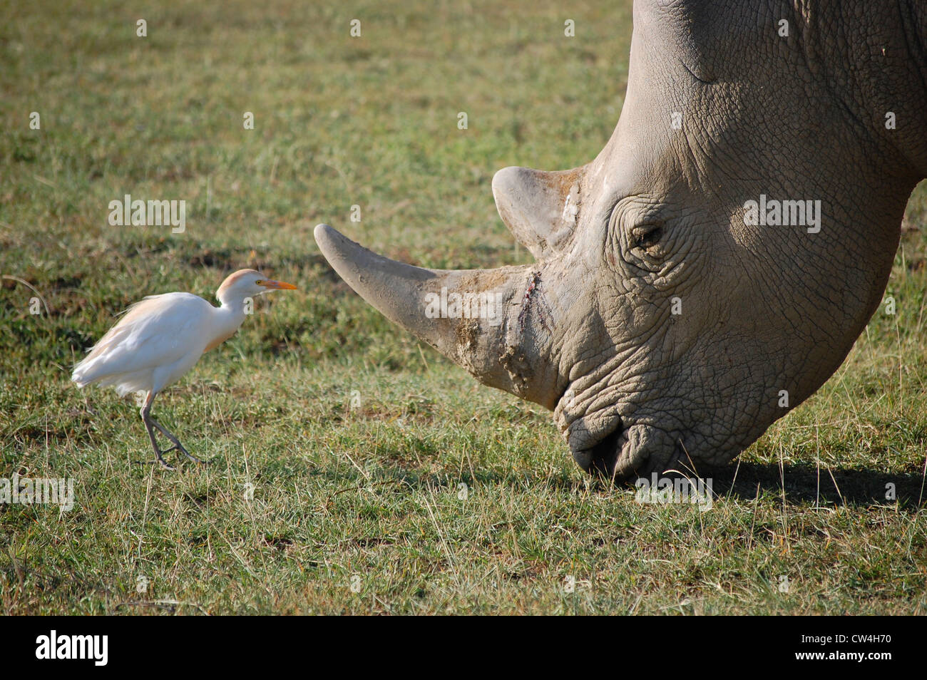 Rhino and white bird, Maasai Mara, Kenya Stock Photo - Alamy