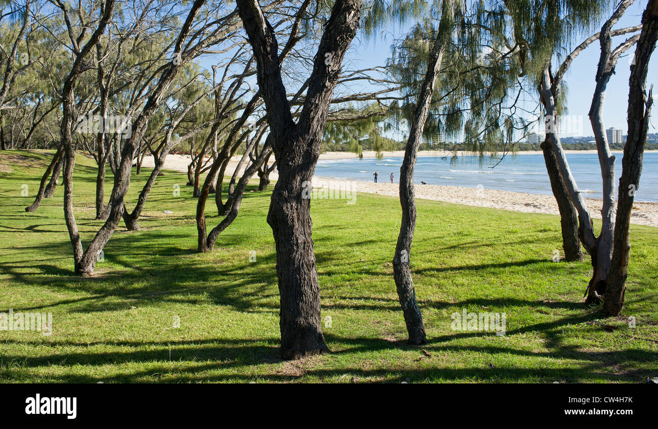 Trees near Mooloolaba Beach on the Sunshine Coast in Queensland Stock ...
