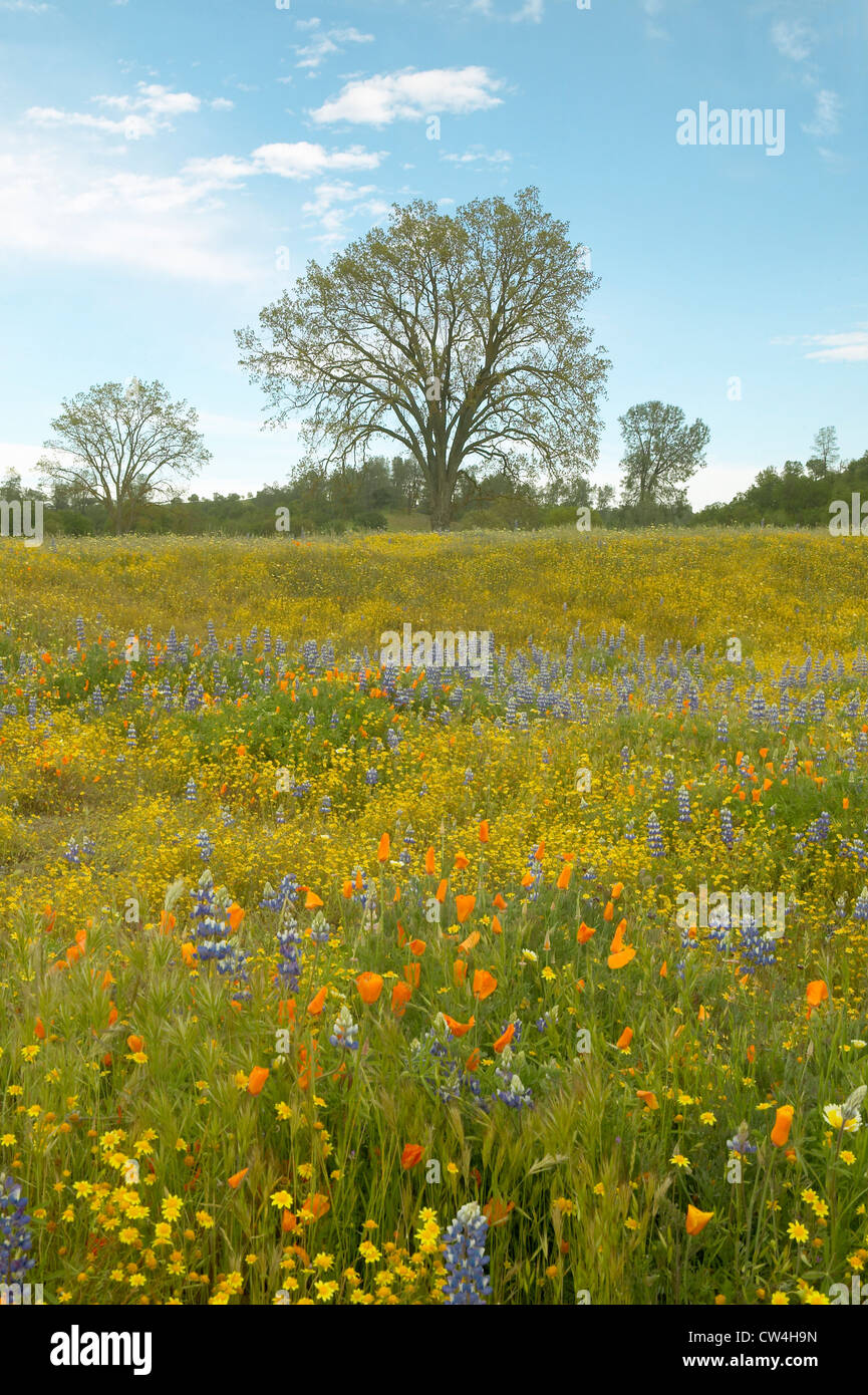 A colorful bouquet of spring flowers and California Poppies near Lake ...