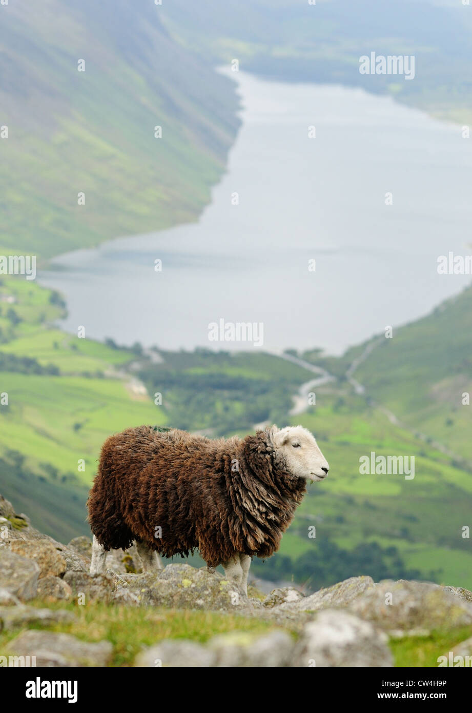 Herdwick sheep lake district hi-res stock photography and images - Alamy