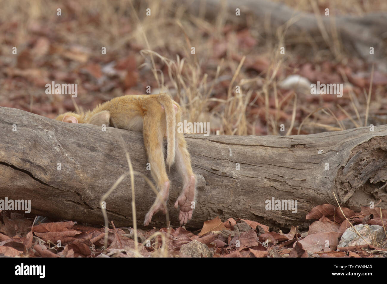 Rhesus macaque almost golden in colour roaming around Pench Tiger ...
