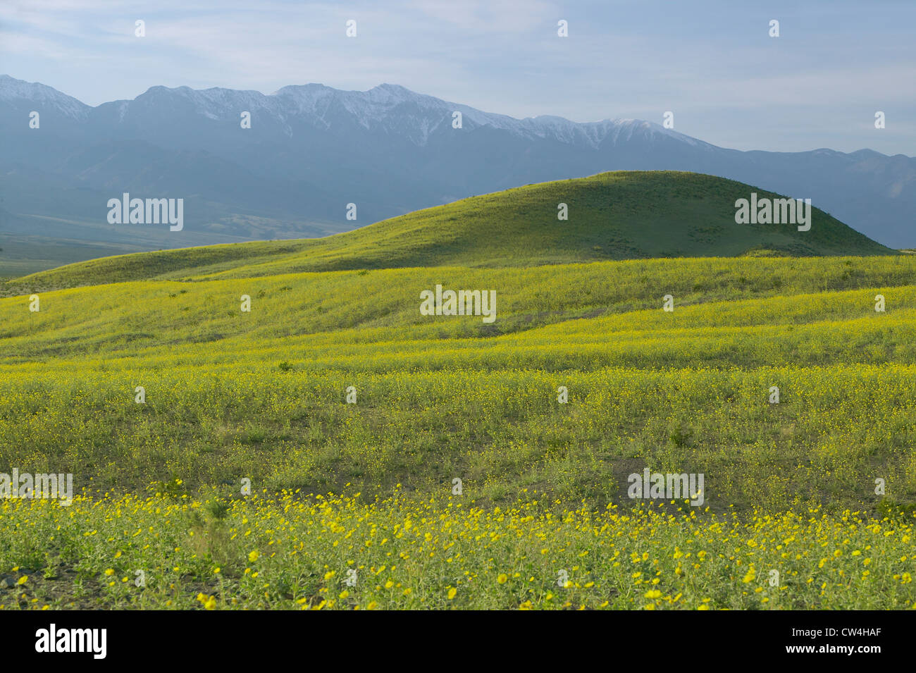 Mountain view and spectacular desert gold and various spring flowers ...