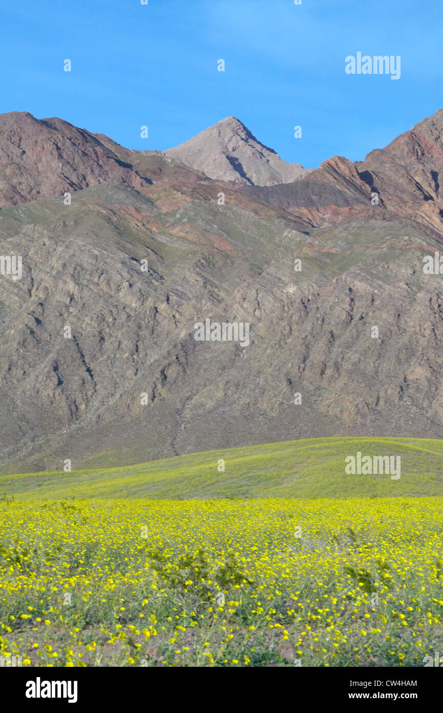 Mountain view and spectacular desert gold and various spring flowers ...