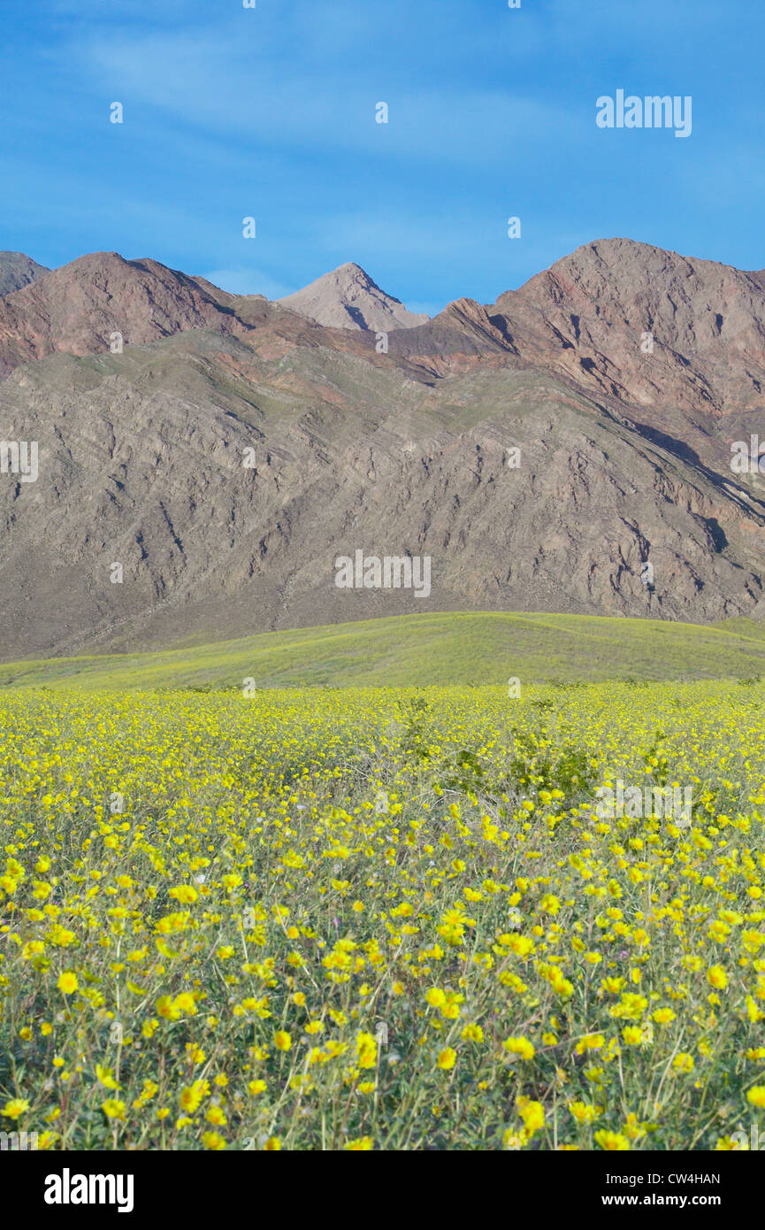 Mountain view and spectacular desert gold and various spring flowers ...