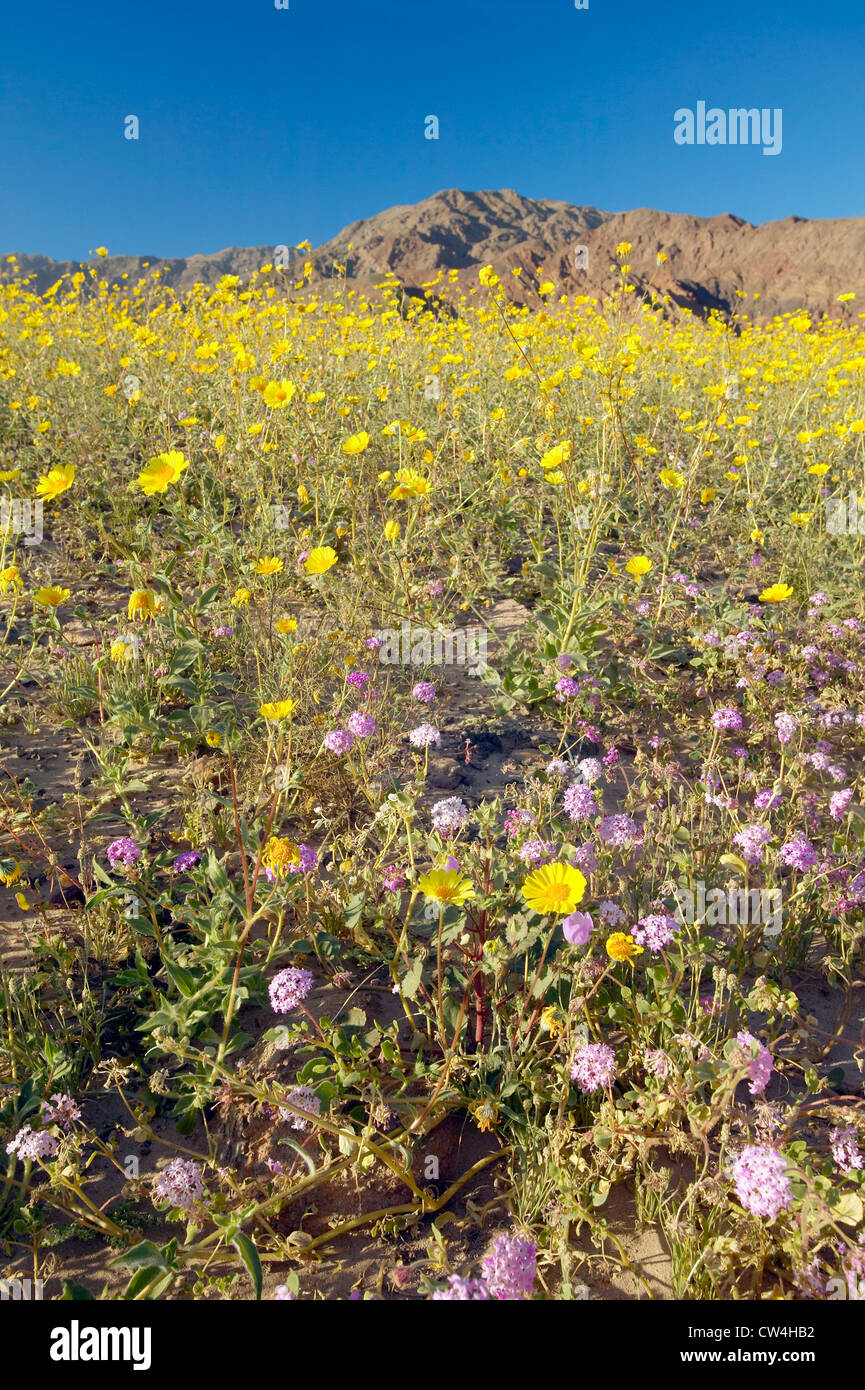 Mountain view and spectacular desert gold and various spring flowers ...