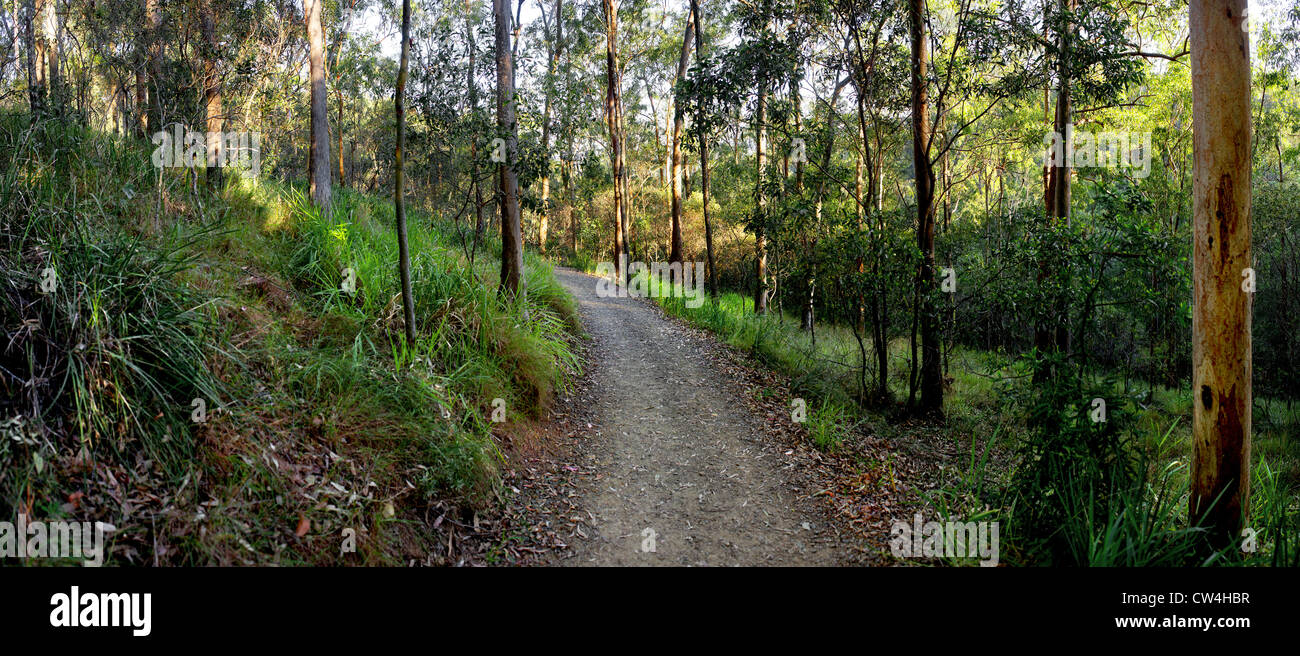 A track through Mt Coot-tha Brisbane Forest in Queensland Australia ...