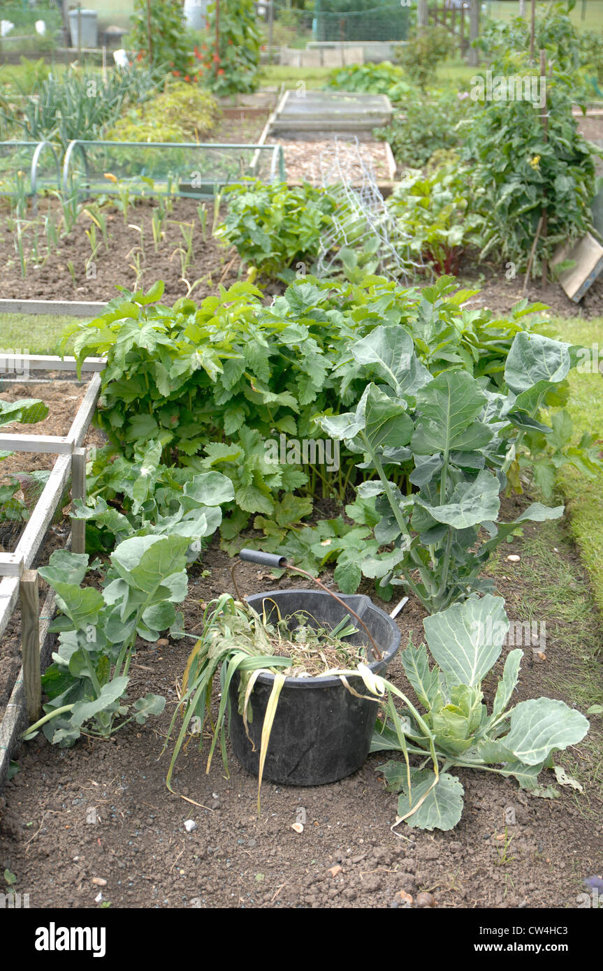 Cabbage patch hi-res stock photography and images - Alamy