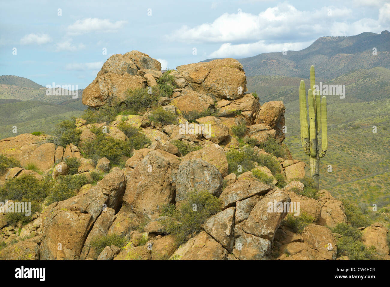 Saguaro cactus and hillside with mountains in background off Route 89 ...