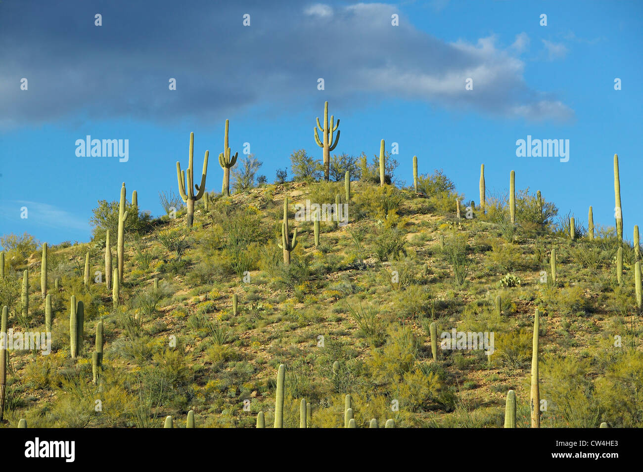 A pyramid of giant Sonoran saguaro cactus and white puffy clouds at ...