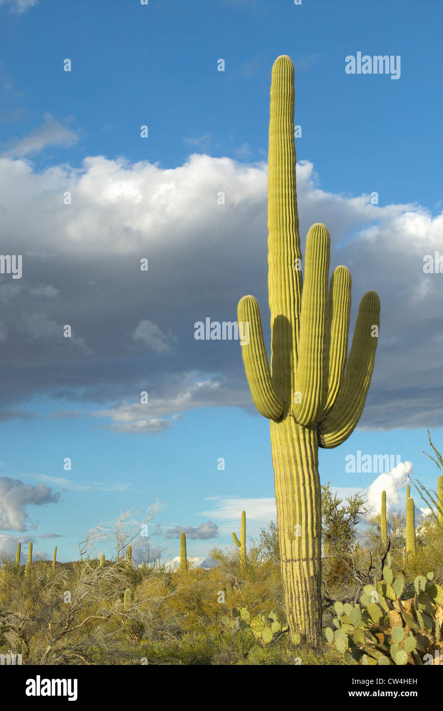 Saguaro Cactus and white puffy clouds in Springtime, Saguaro National ...