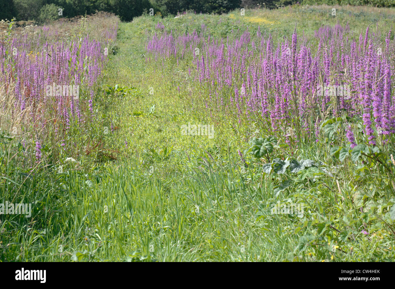 Meadow adventure hi-res stock photography and images - Alamy