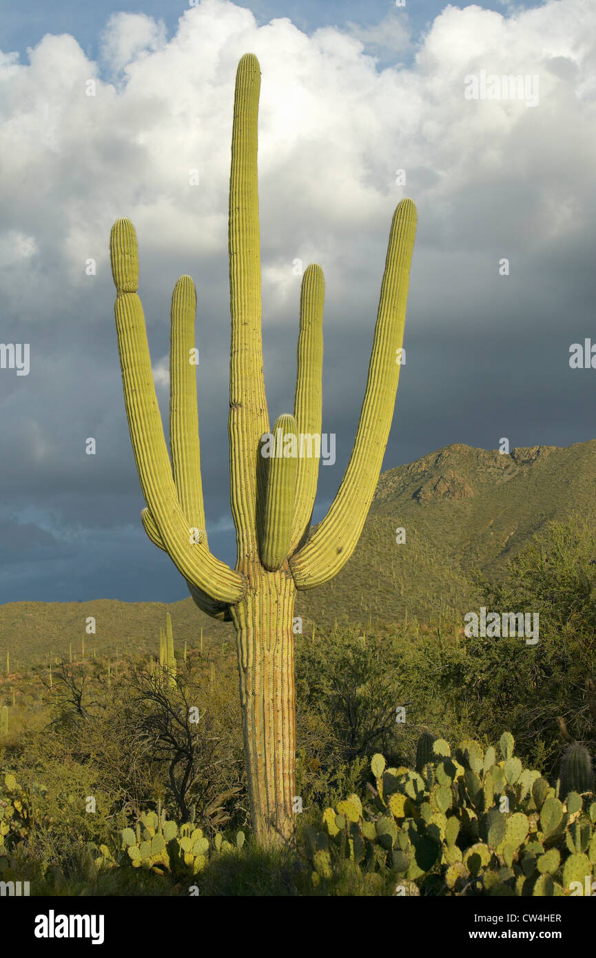 Large saguaro cactus and white puffy clouds in spring in Saguaro ...