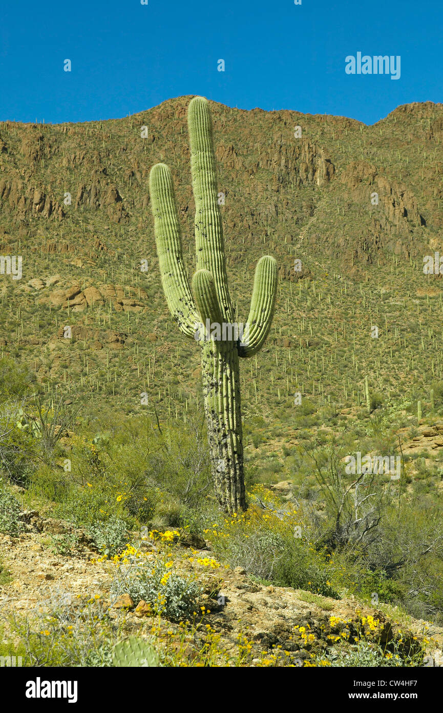 Saguaro Cact High Resolution Stock Photography and Images - Alamy