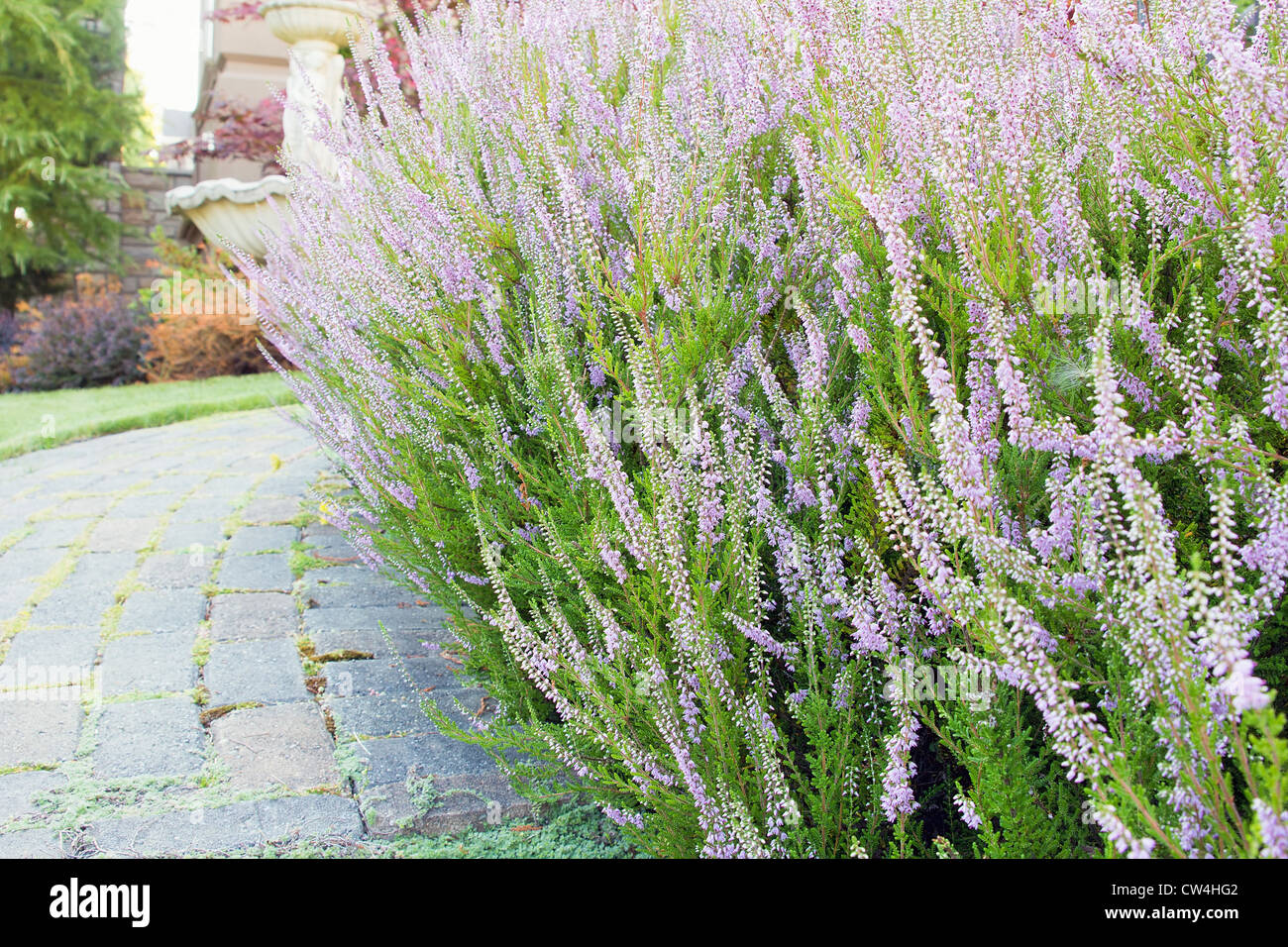 Heather garden border hi-res stock photography and images - Alamy