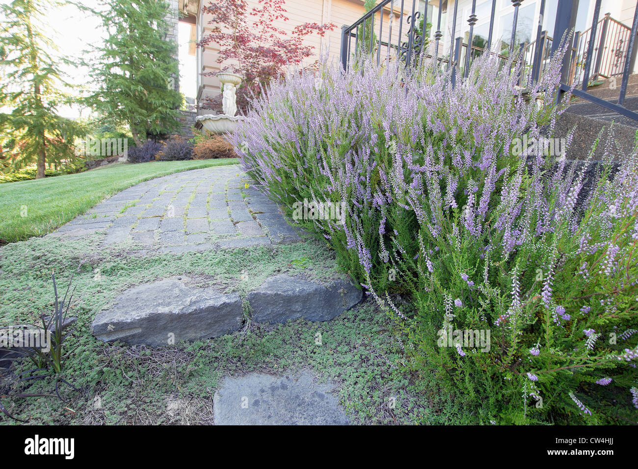 Heather Plants Flowers Blooming Along Pavers Walkway Stone Steps Stock ...