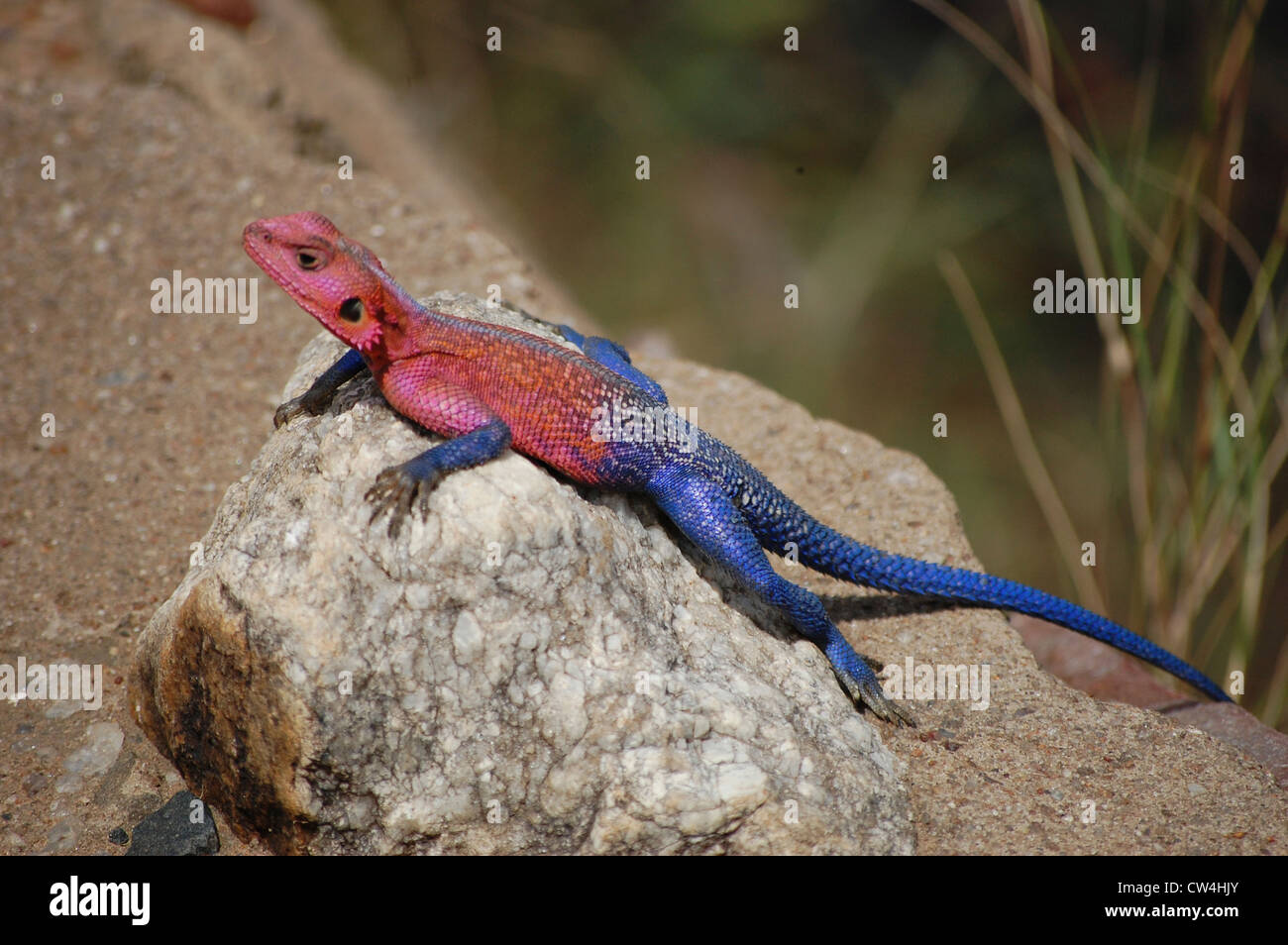 Mwanza Flat Head Lizard, Kenya Stock Photo - Alamy
