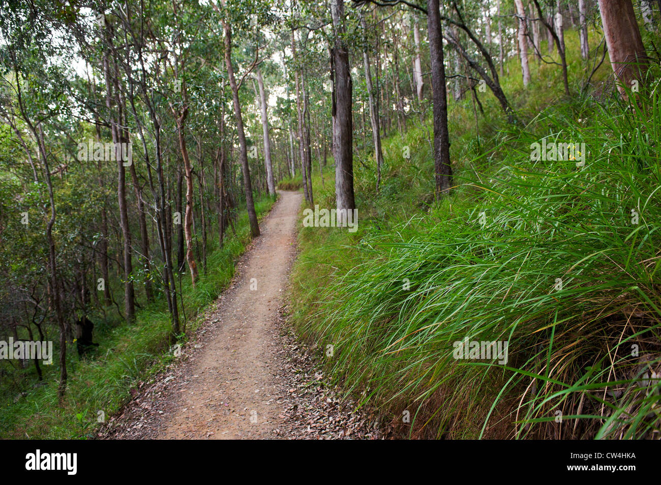 A track running through Mt Coot-tha in Queensland Stock Photo - Alamy