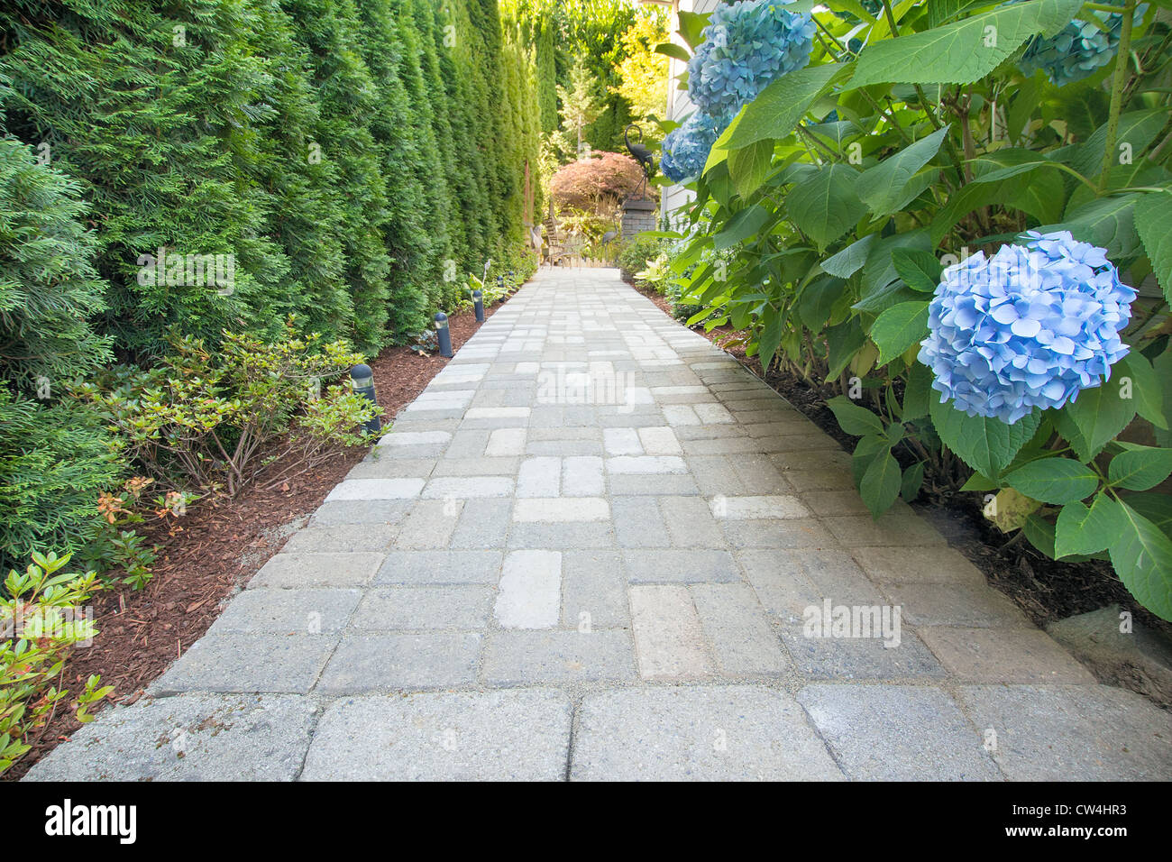 Hydrangea Flowers Blooming Along Concrete Pavers Brick Walkway Stock ...