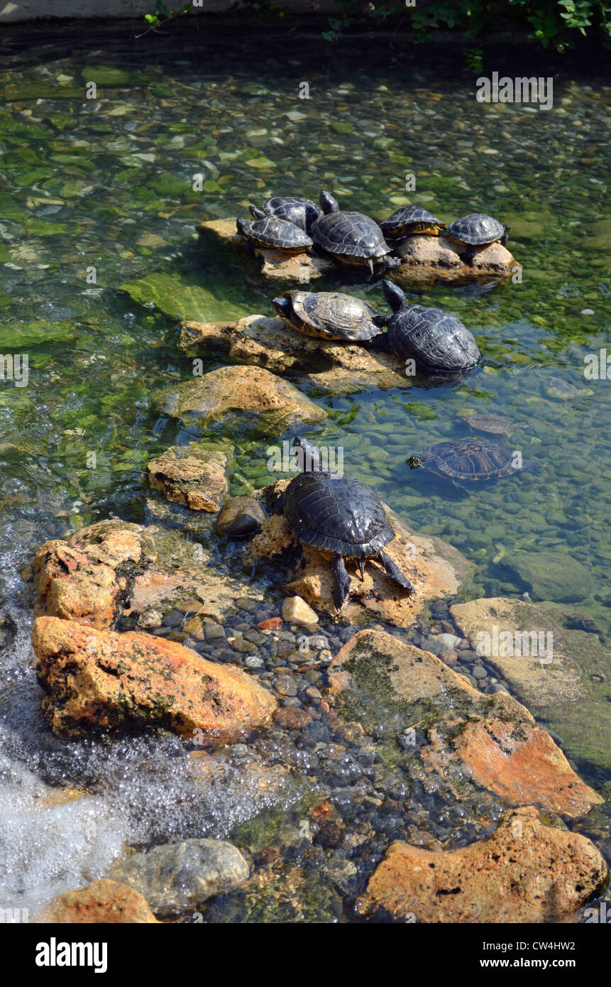Basking Terrapins High Resolution Stock Photography and Images - Alamy