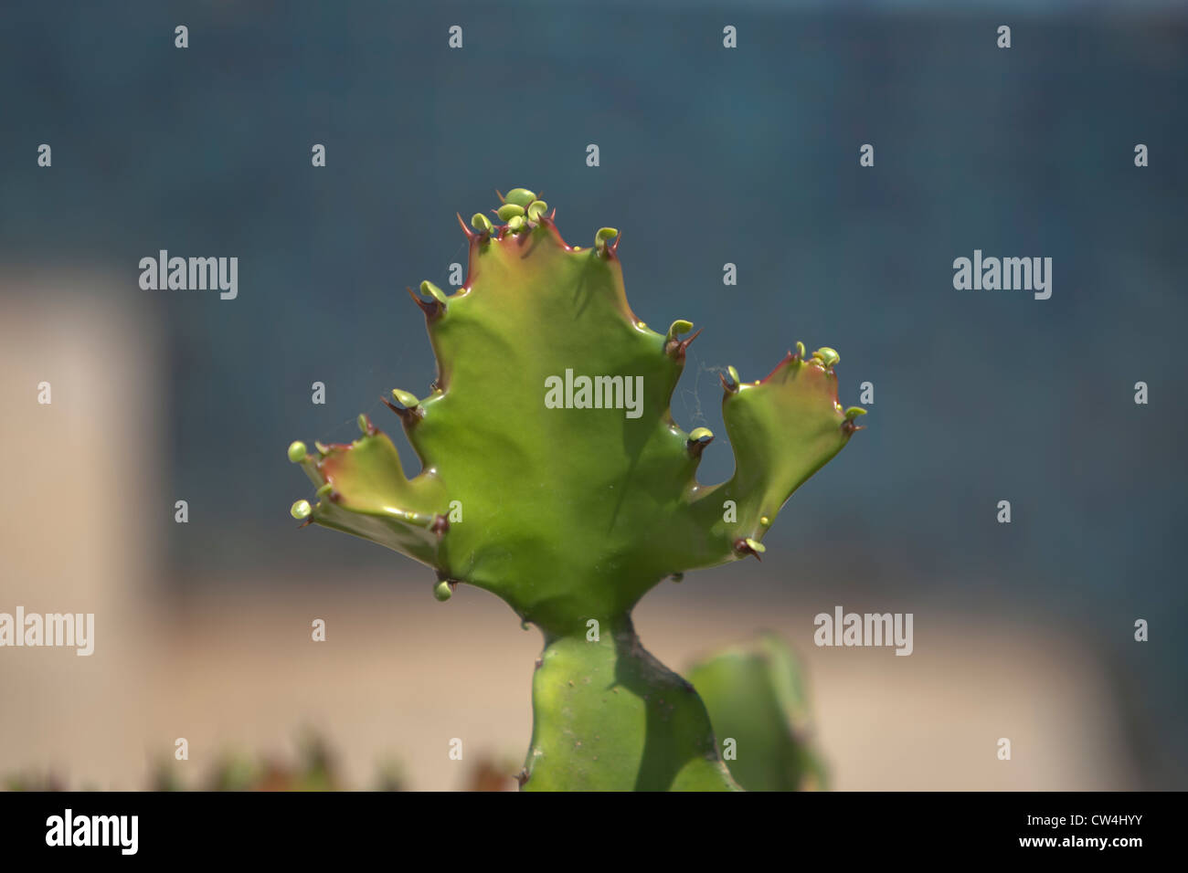 The proud cactus Stock Photo - Alamy