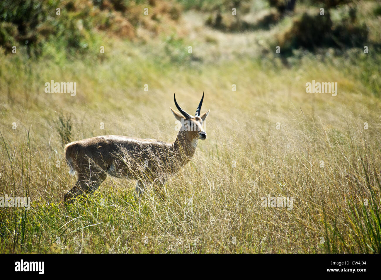 Antelope of africa hi-res stock photography and images - Alamy