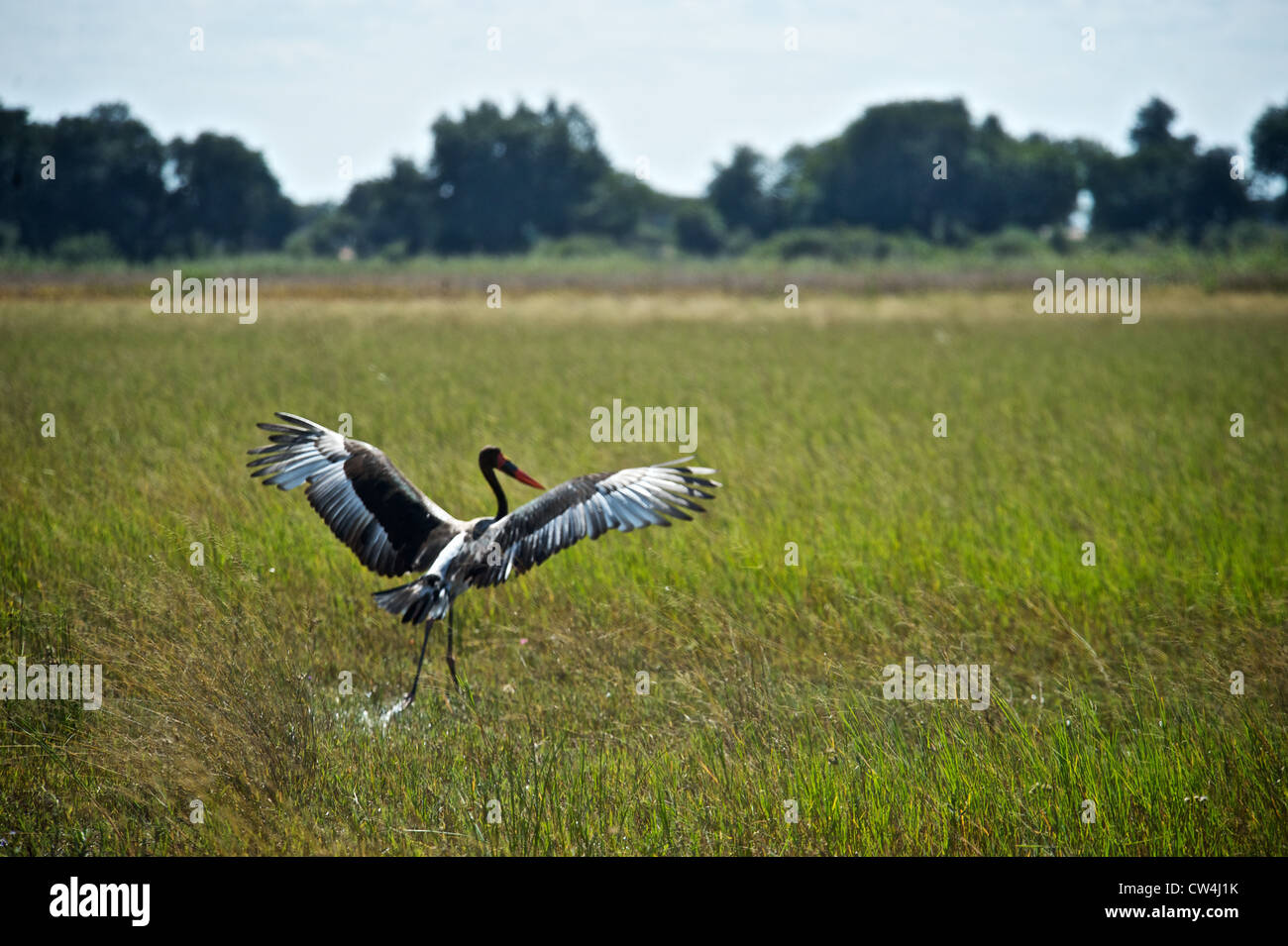 Landscape botswana africa hi-res stock photography and images - Alamy