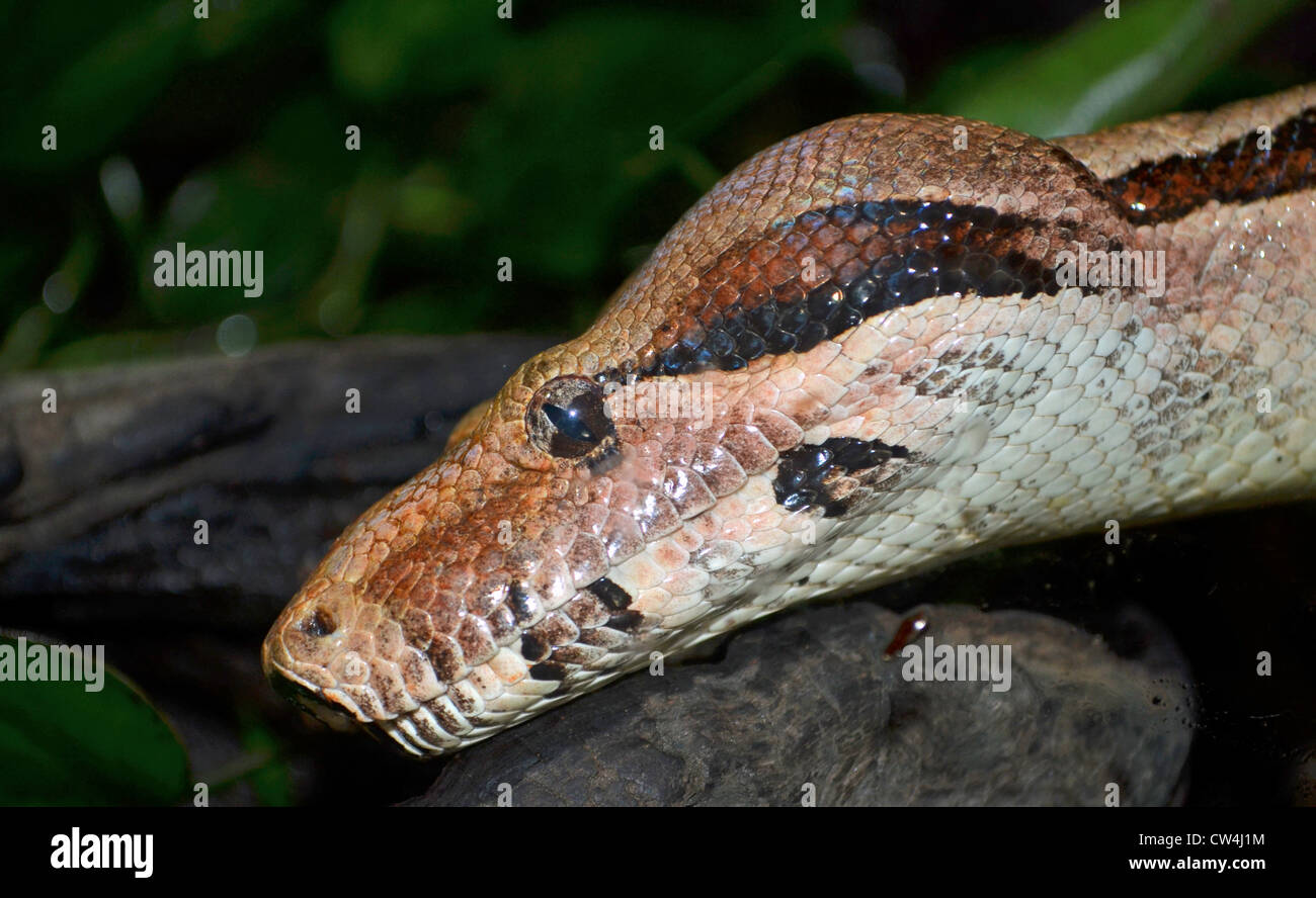 Boa constrictor mouth hi-res stock photography and images - Alamy