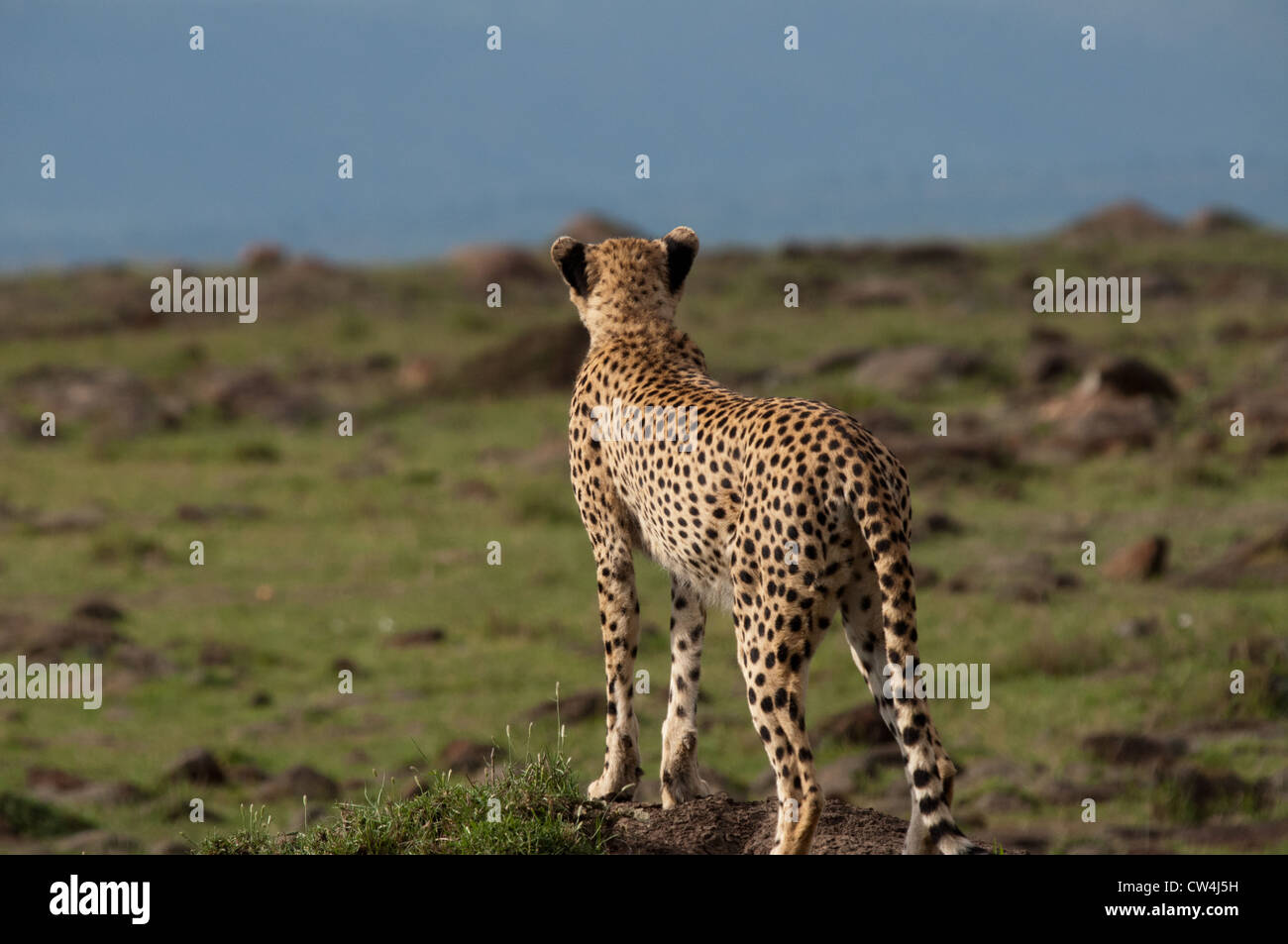 Cheetah cat hi-res stock photography and images - Alamy