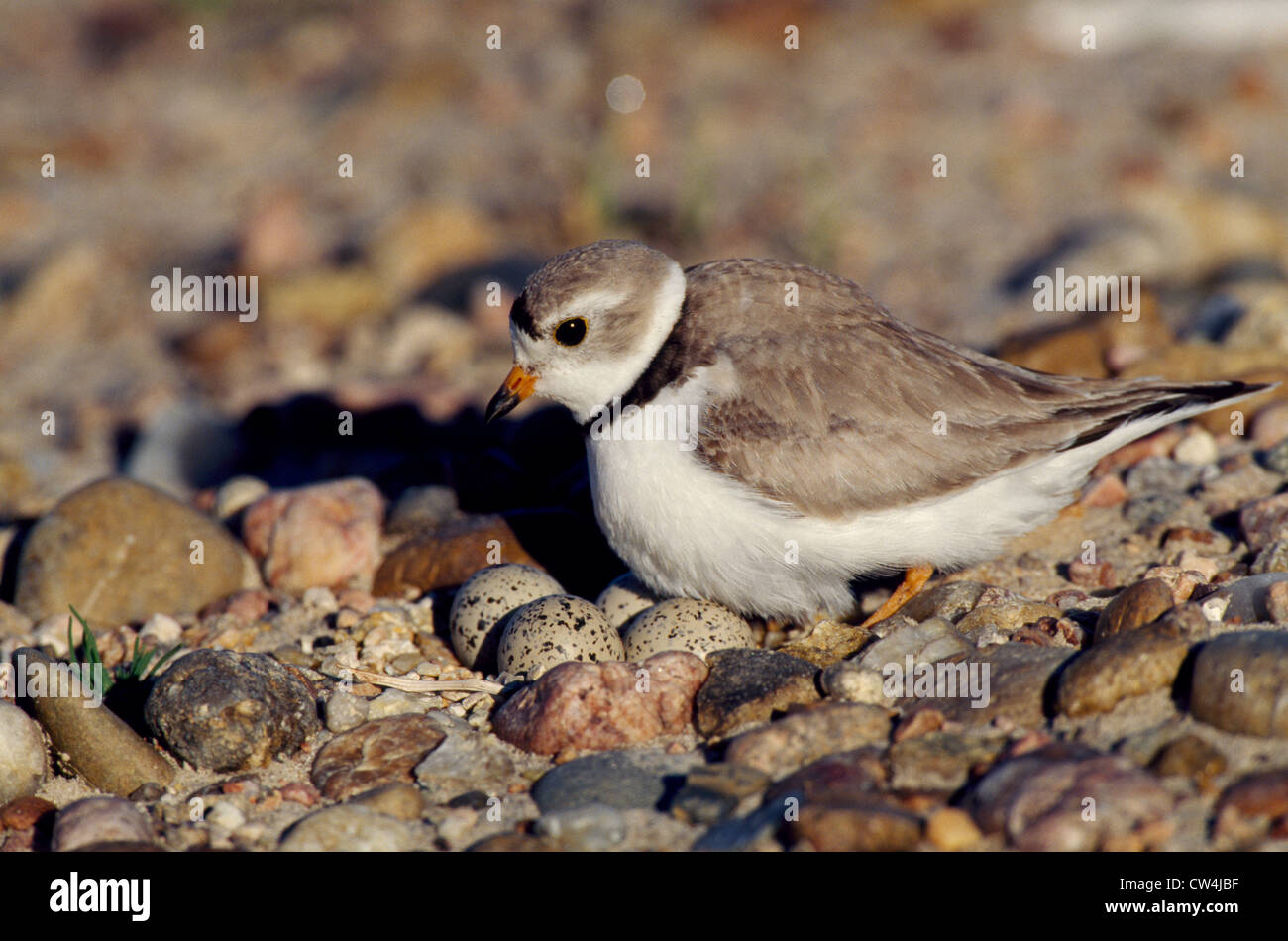PIPING PLOVER (CHARADRIUS MELODUS Stock Photo - Alamy
