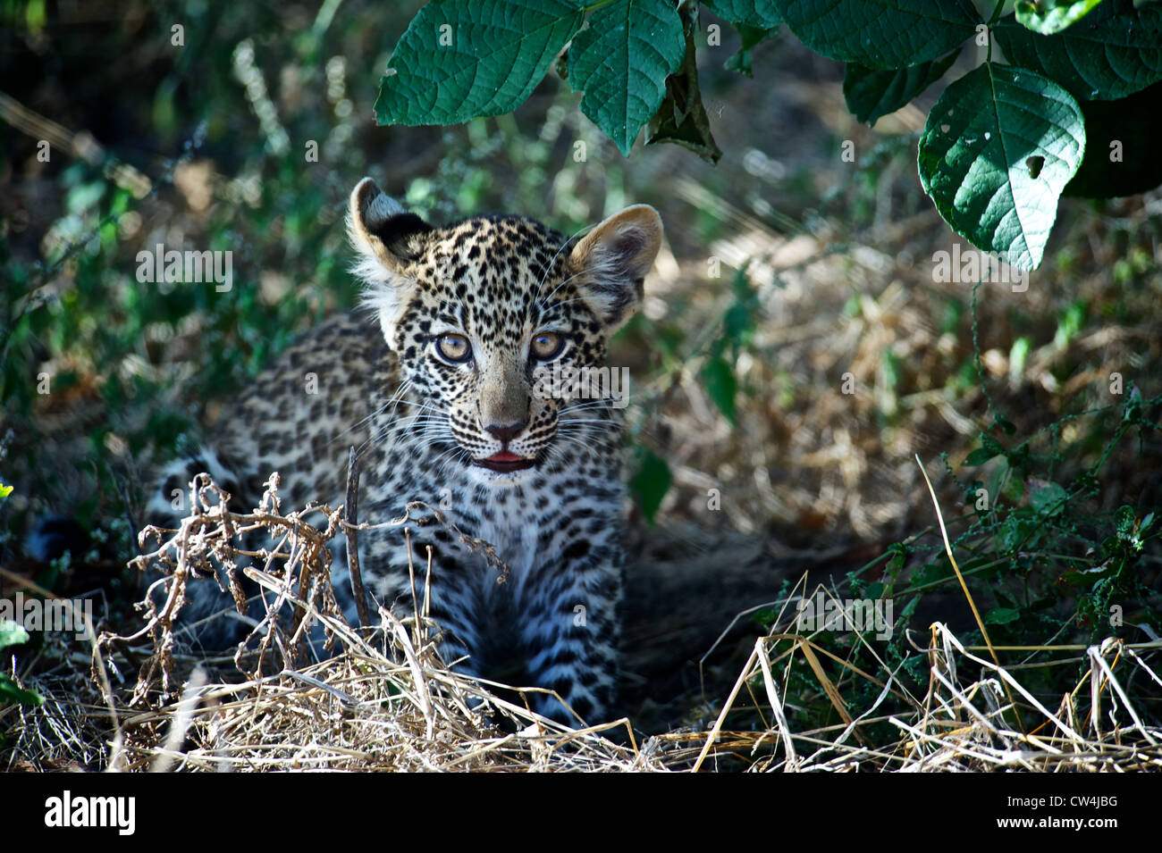 Portrait of Leopard cub in grass Stock Photo - Alamy