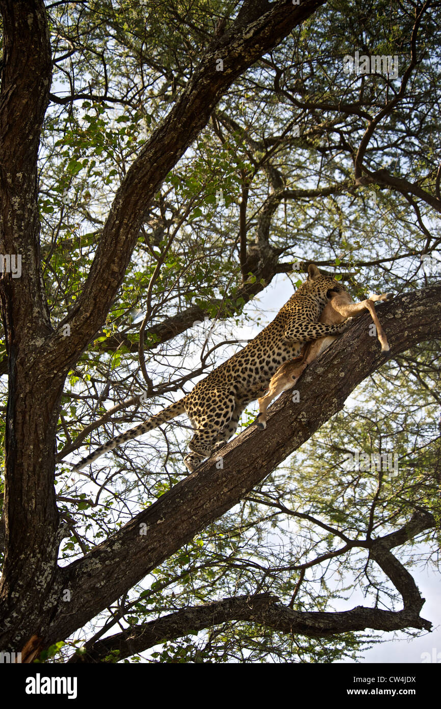 Leopard up a tree with impala kill. Africa Stock Photo - Alamy