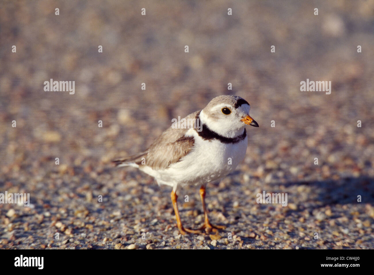 PIPING PLOVER (CHARADRIUS MELODUS Stock Photo - Alamy