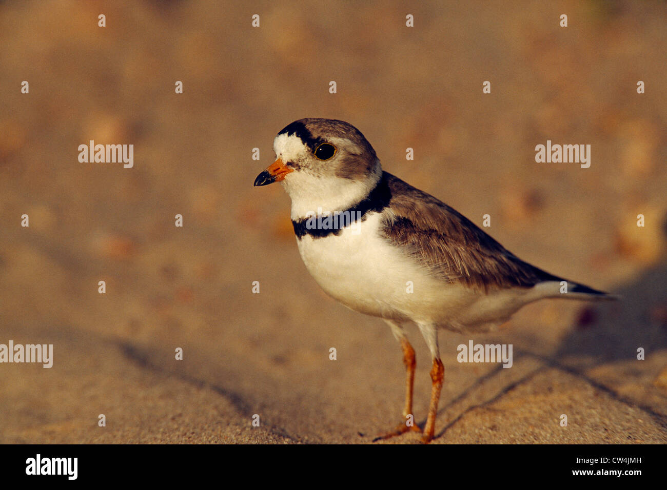 PIPING PLOVER (CHARADRIUS MELODUS)STANDING ON SANDY SHORE Stock Photo ...