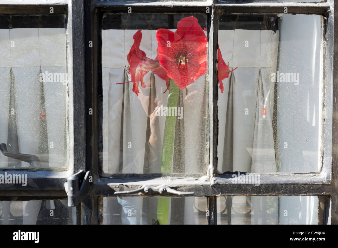A photographers reflection is seen in a window with a red flower Stock ...